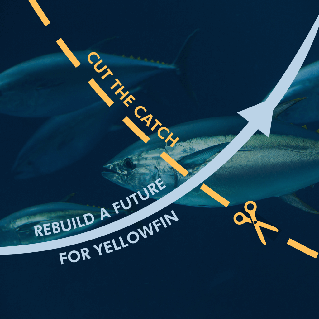 Market Statements on Overfished Yellowfin Tuna 2024 - Global Tuna Alliance
